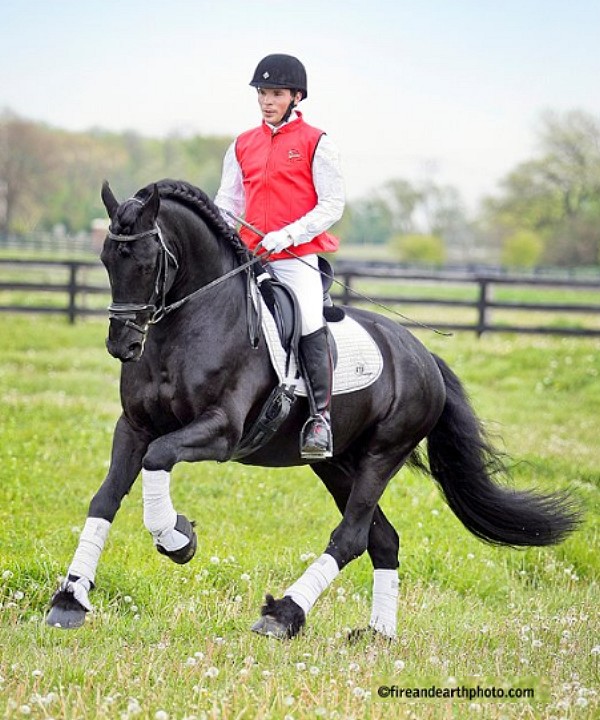Friesian Heritage & Sporthorse News & Promotions